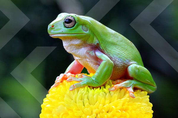 Hop to it - FrogID Week is calling - The Australian Museum