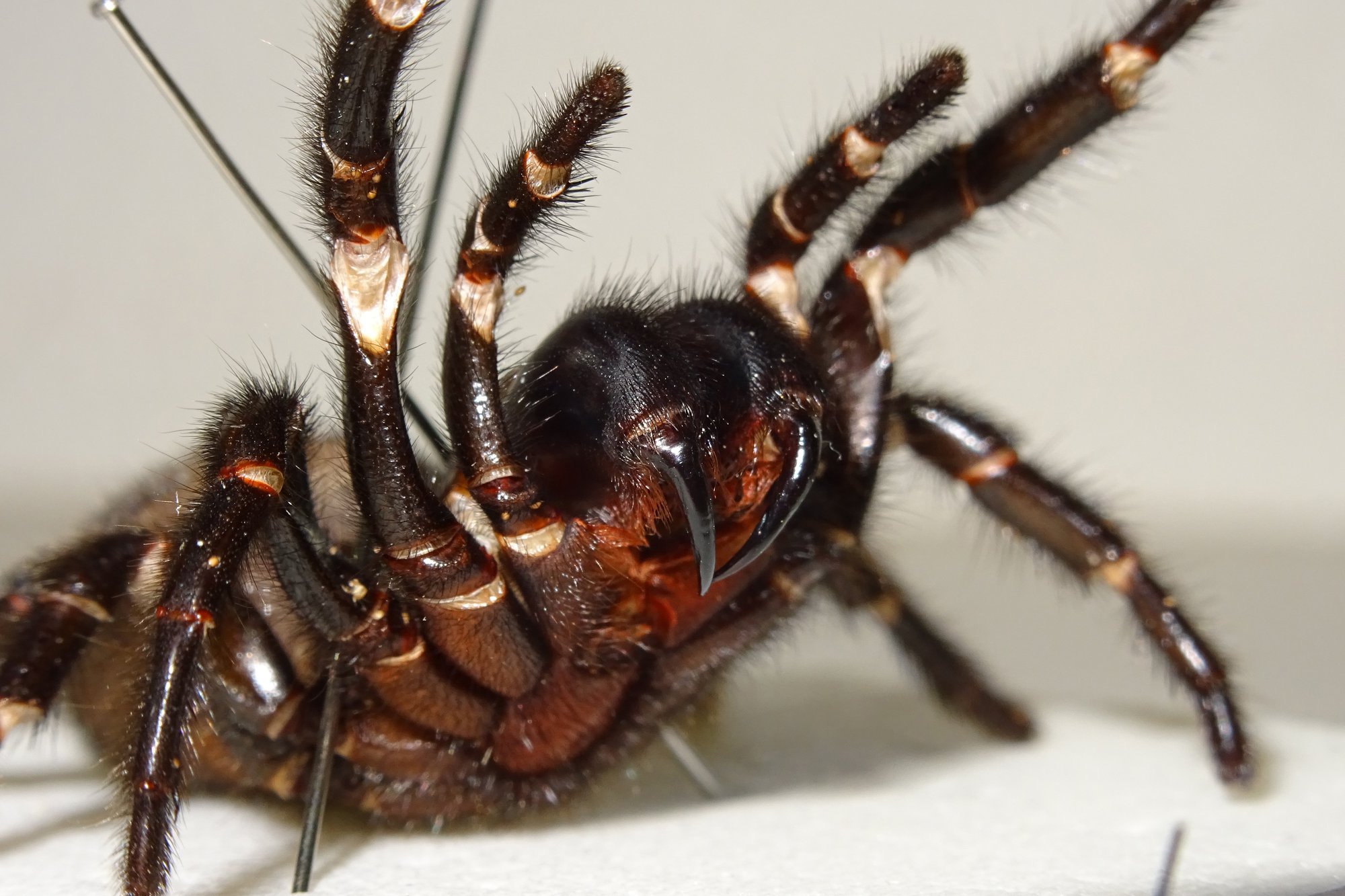 Arachnology - The Australian Museum