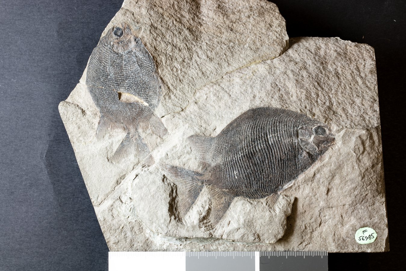 Ron Lovatt - DigiVol extraordinaire - The Australian Museum