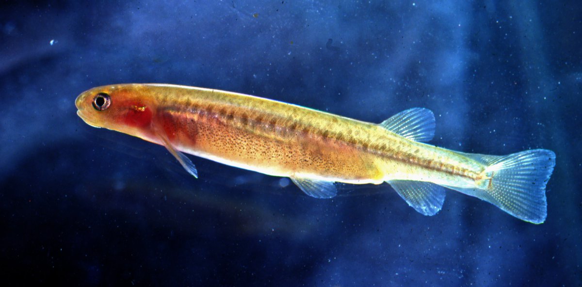 Galaxiidae - Galaxias - The Australian Museum