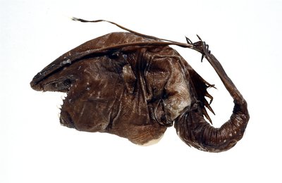 Elsman's Whipnose, Gigantactis elsmani Bertelsen, Pietsch & Lavenberg ...