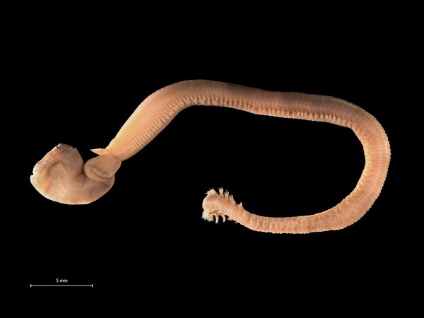 Worms - The Australian Museum