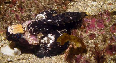 Goblinfish, Glyptauchen panduratus (Richardson, 1850) - The Australian ...