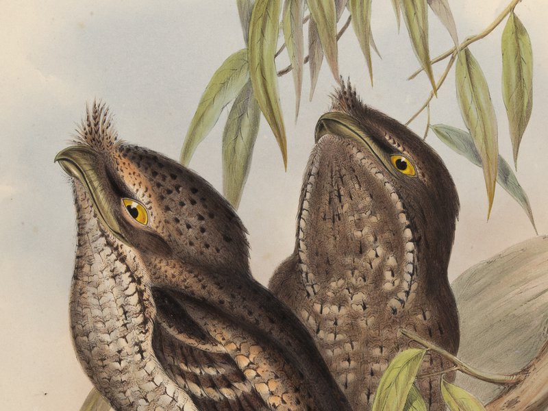 The Birds of Australia STORYBOX - The Australian Museum
