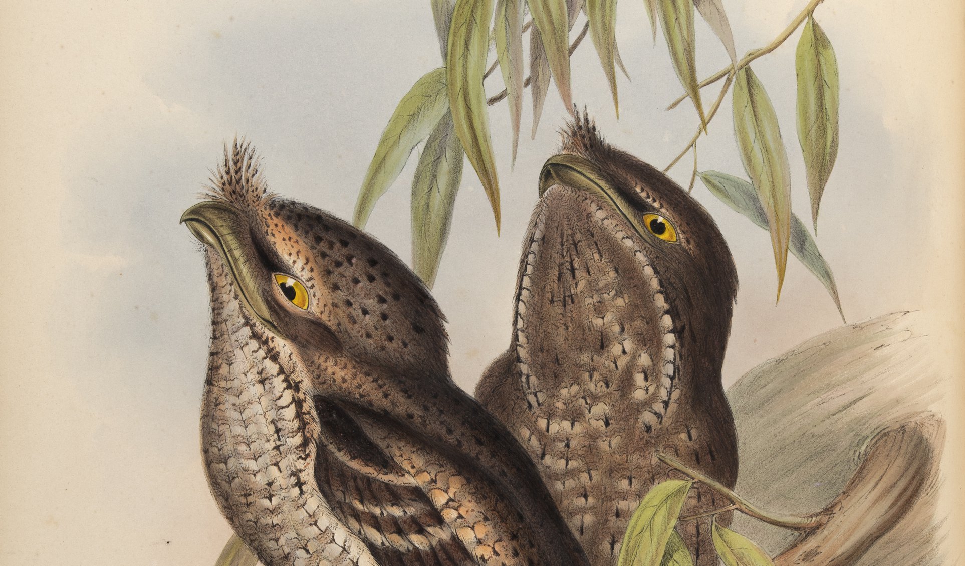 The Birds of Australia - Supplement - The Australian Museum