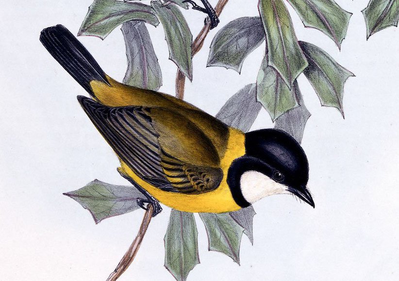 The Birds of Australia: in seven volumes 02 - The Australian Museum