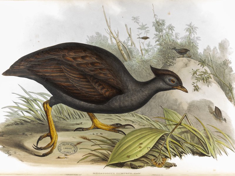 The Birds of Australia STORYBOX - The Australian Museum