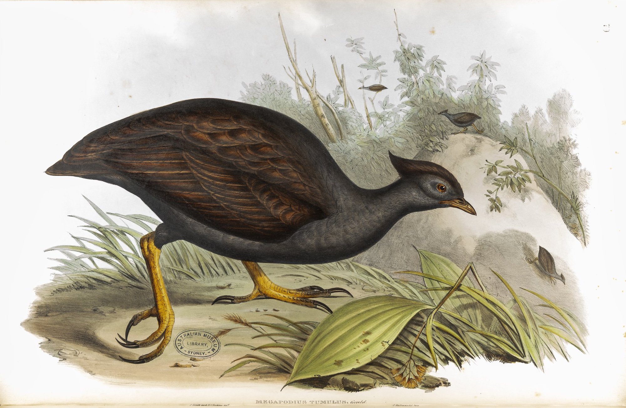 The Birds of Australia: in seven volumes 05 - The Australian Museum