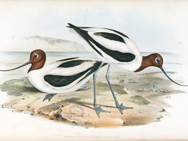 The Birds of Australia STORYBOX - The Australian Museum