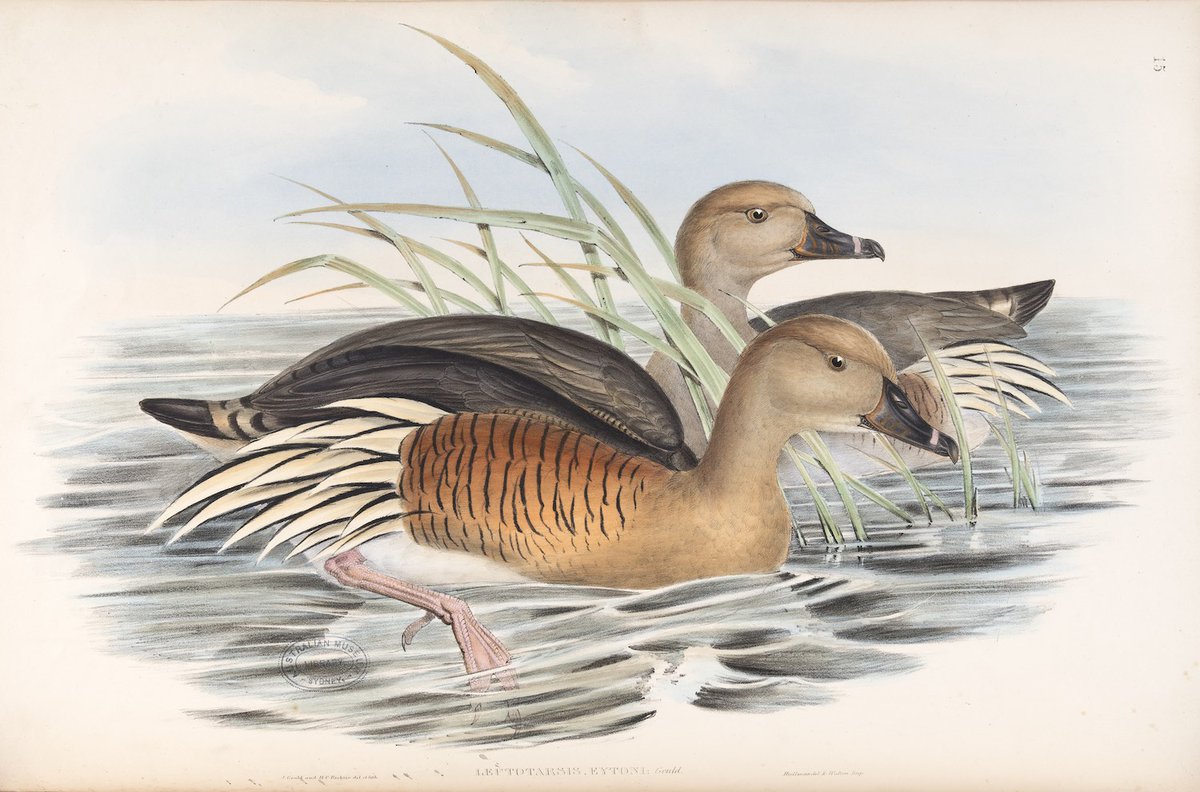 The Birds of Australia: in seven volumes 07 - The Australian Museum