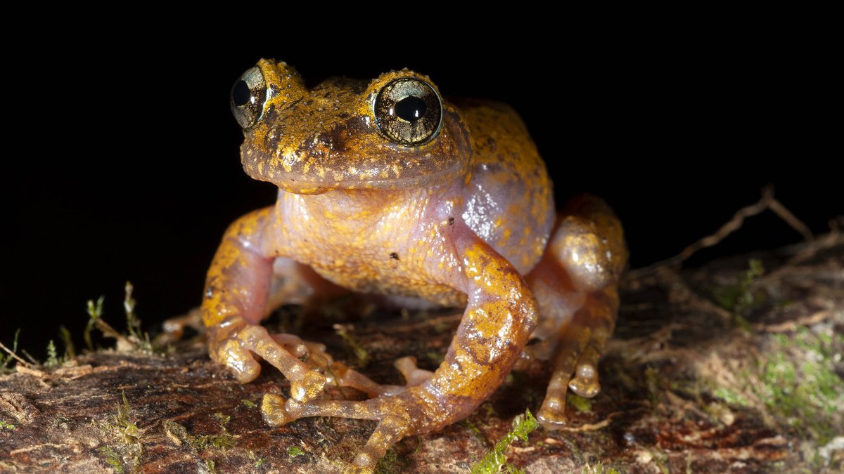 An unusual tree frog discovered in the mountains of Vietnam - The ...
