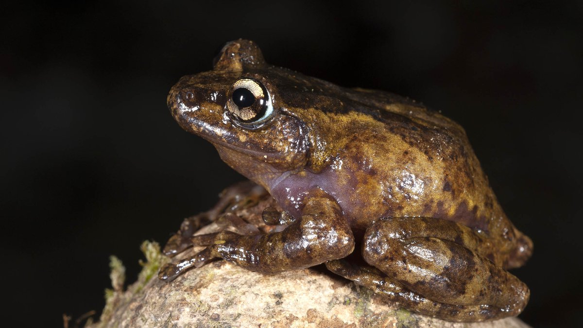 An unusual tree frog discovered in the mountains of Vietnam - The ...