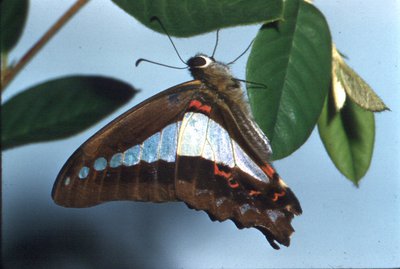 Blue Triangle Butterfly - The Australian Museum