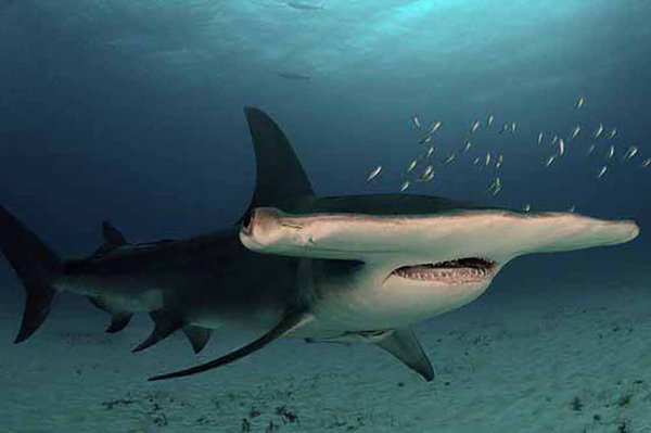 Shark species - The Australian Museum