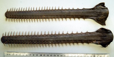 Green Sawfish, Pristis zijsron Bleeker, 1851 - The Australian Museum