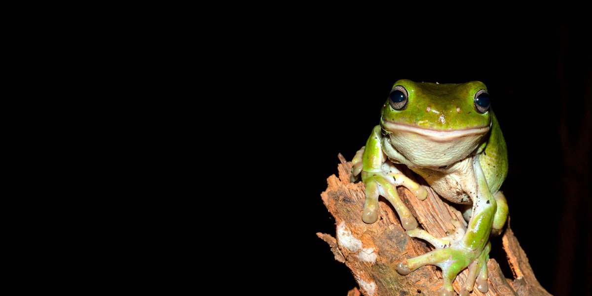 Save Australia's Frogs - The Australian Museum