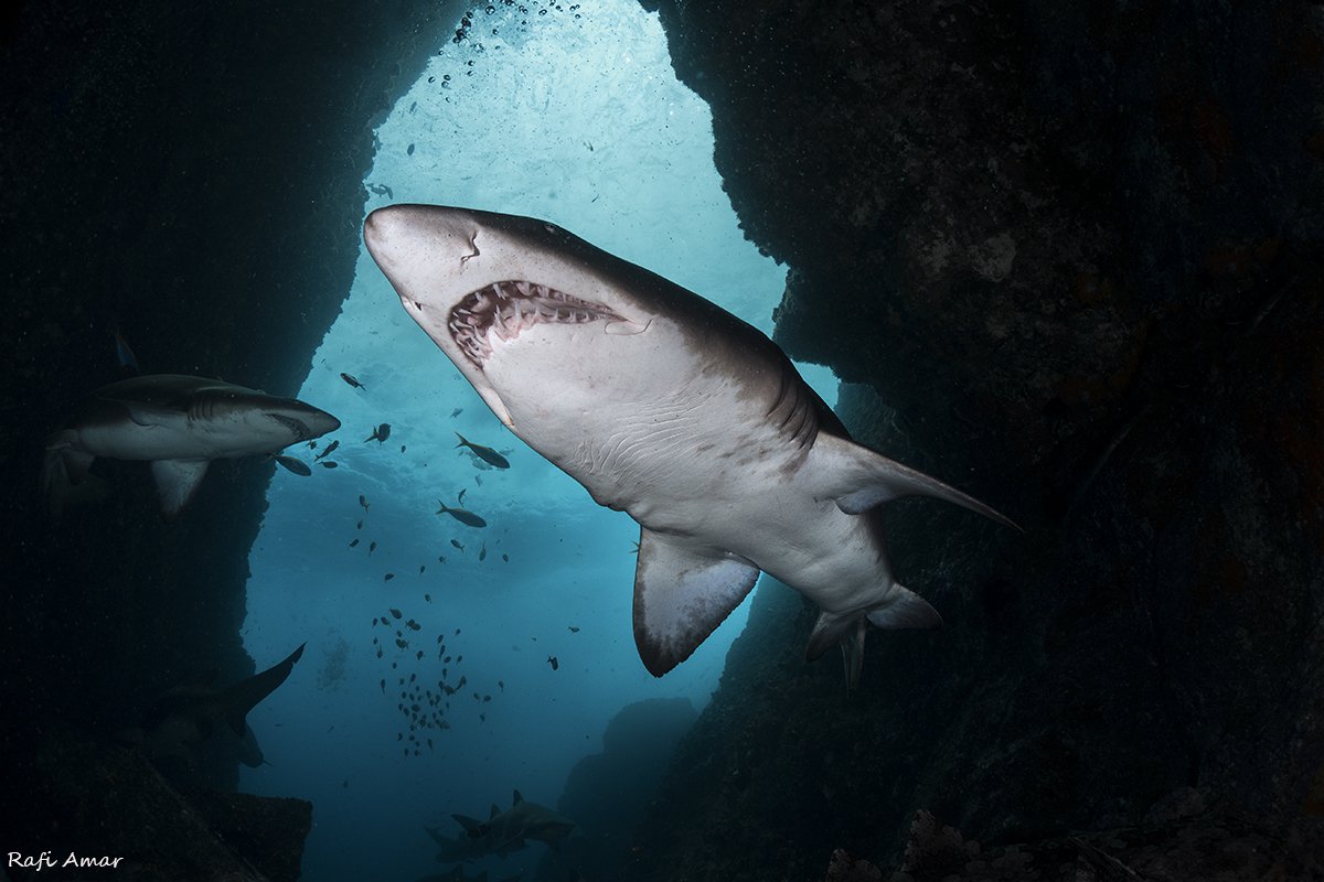 Shark species - The Australian Museum