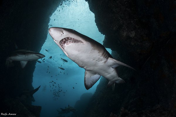 Shark species - The Australian Museum