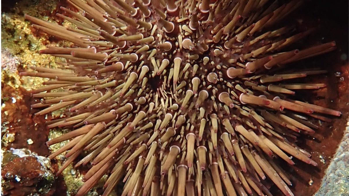 The sea urchins of Sydney - The Australian Museum Blog
