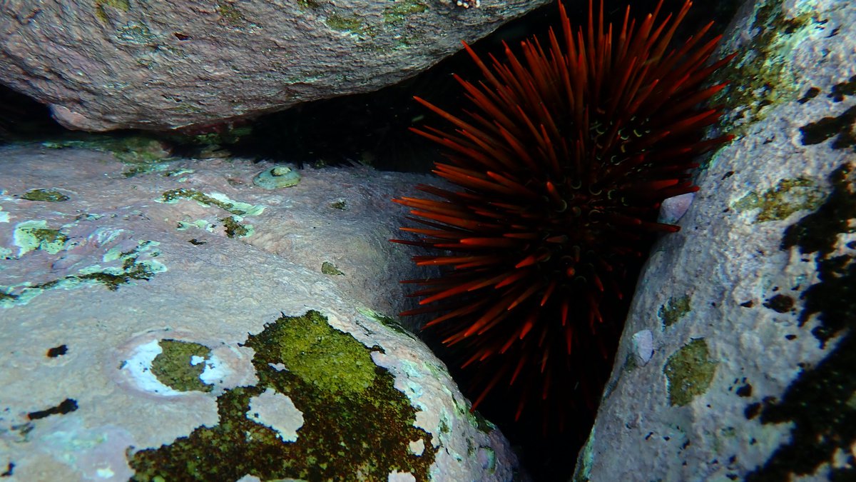 The sea urchins of Sydney - The Australian Museum Blog