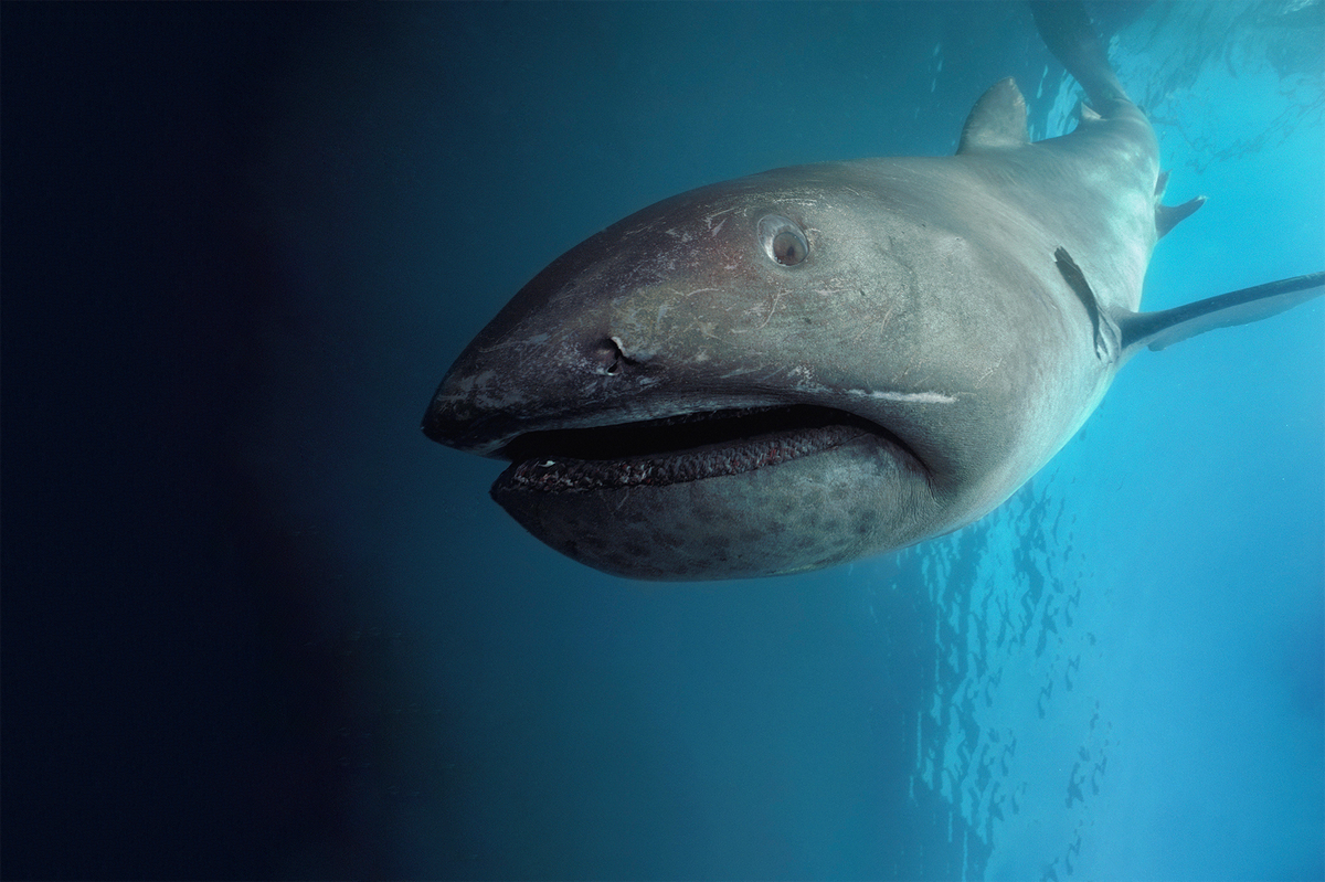 What is a shark? - The Australian Museum