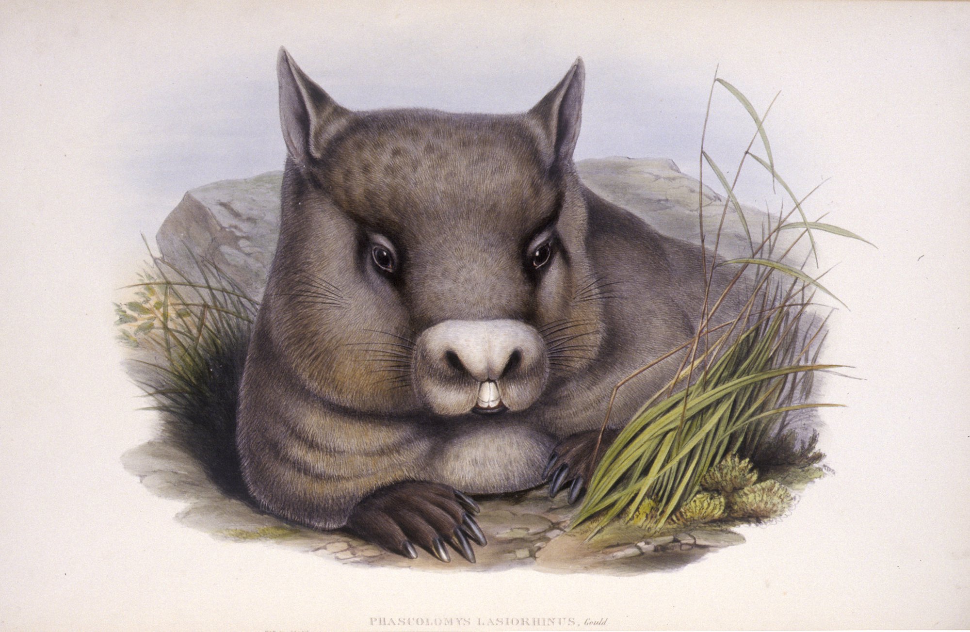 The Mammals of Australia, Volume 02 - The Australian Museum