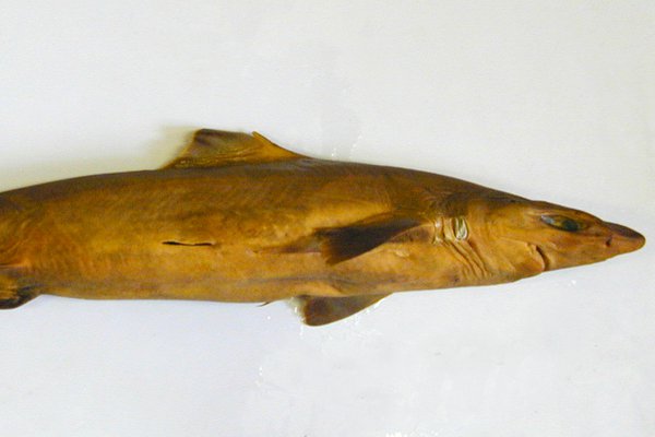 Australian Aplacophoran molluscs: I. Cheatodermomorpha from Bass Strait ...