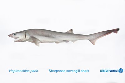Sharpnose Sevengill Shark, Heptranchias perlo (Bonnaterre, 1788) - The ...