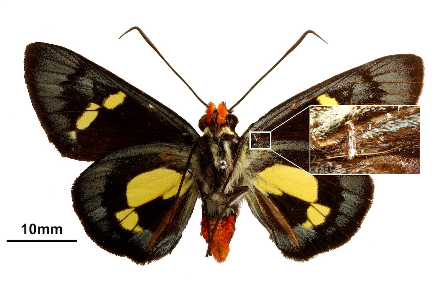 What Are The Differences Between Butterflies And Moths The What Are The Differences Between Butterflies And Moths The