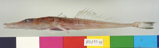 New Deep Sea Ghost Flathead - The Australian Museum Blog