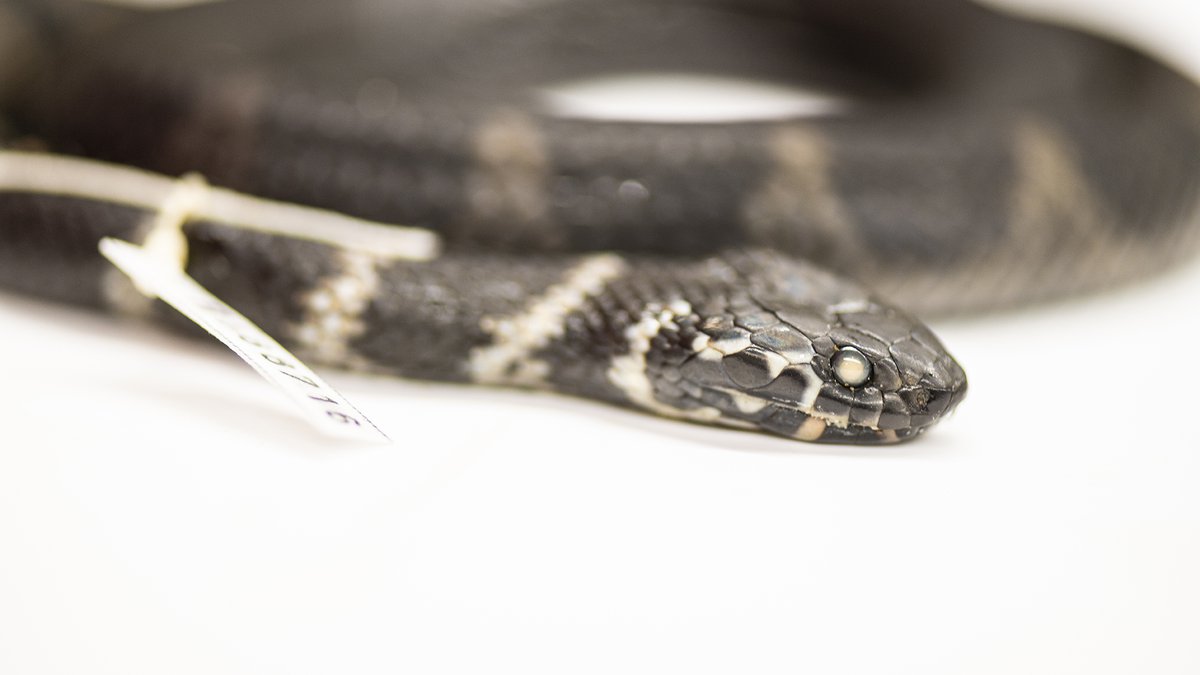 New acquisition: Stephen’s Banded Snake - The Australian Museum Blog
