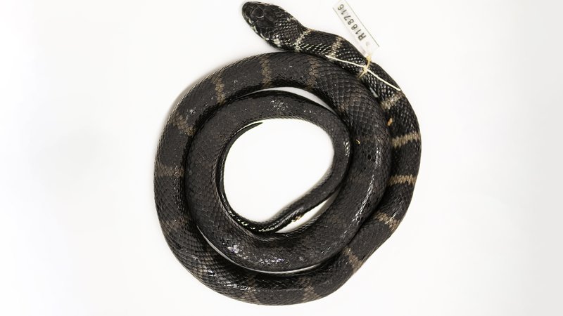 New acquisition: Stephen’s Banded Snake - The Australian Museum Blog