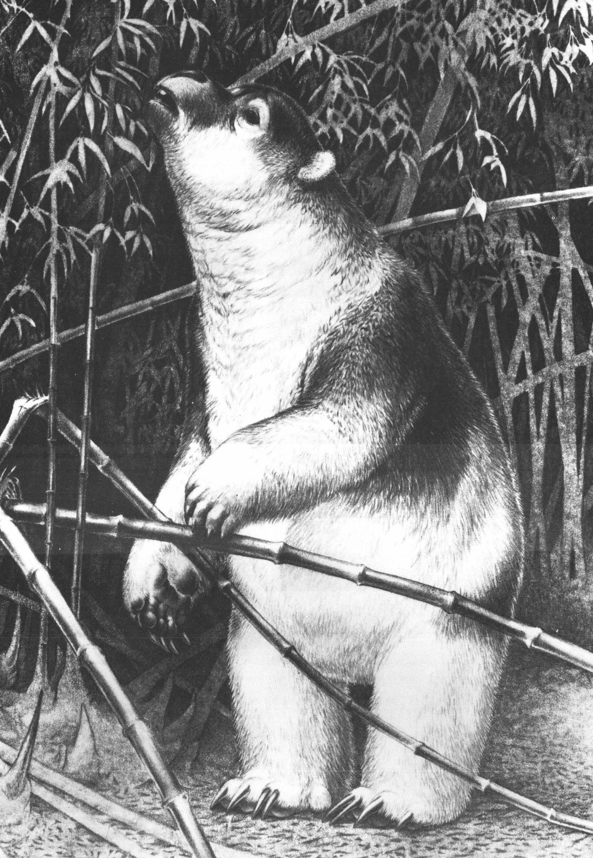 Chew on this! The diet of an extinct "panda-like" marsupial from New ...