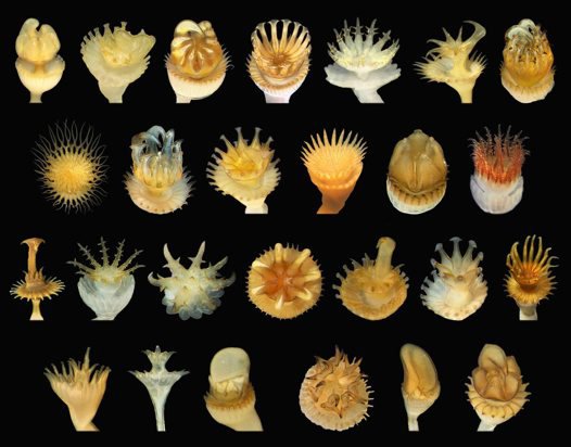 The Australian Museum Research Institute gets a worm! - The Australian ...