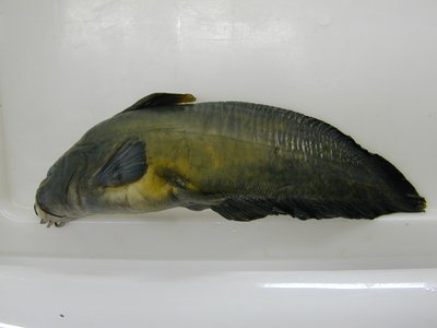 Freshwater Catfish, Tandanus tandanus (Mitchell, 1838) - The Australian ...