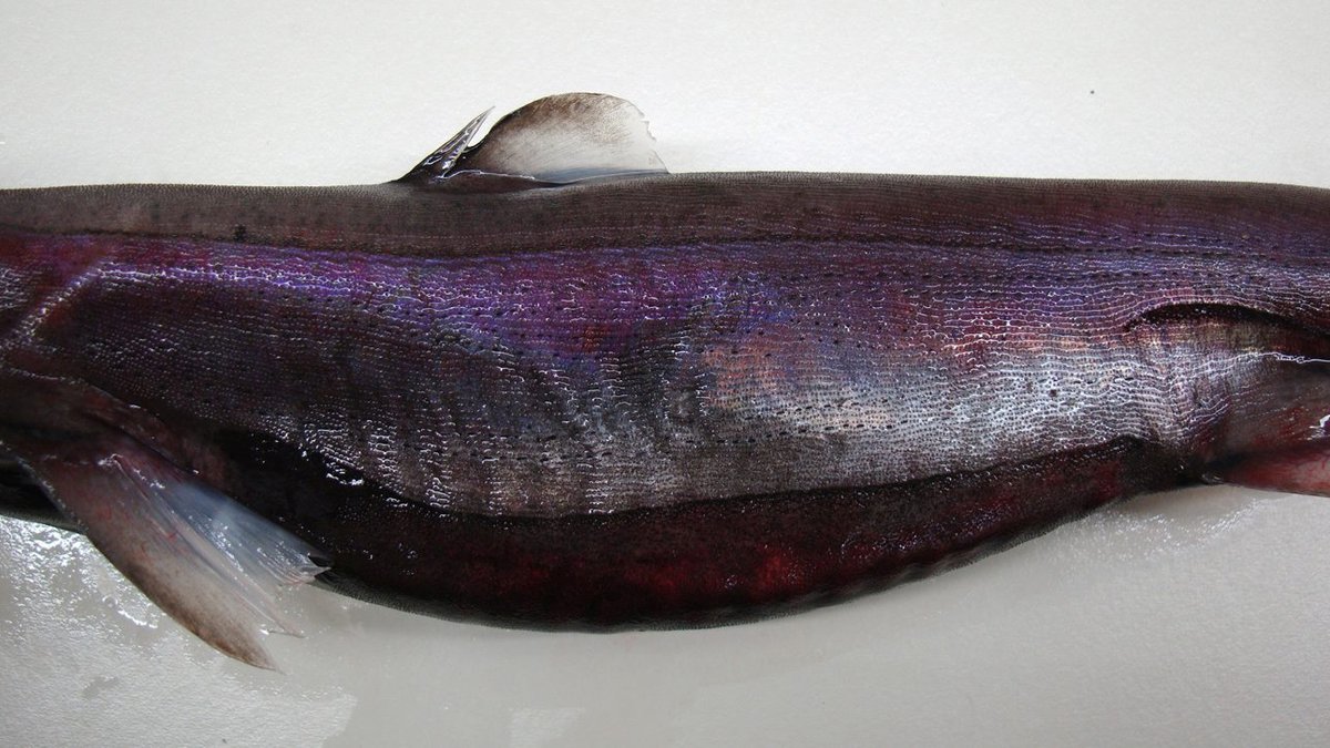 Moller's Lanternshark, Etmopterus molleri (Whitley, 1939) - The ...