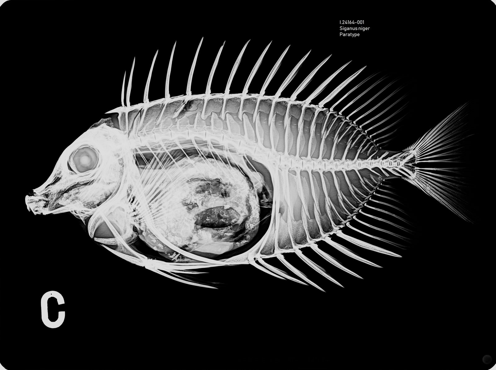 Siganidae - Rabbitfishes - The Australian Museum