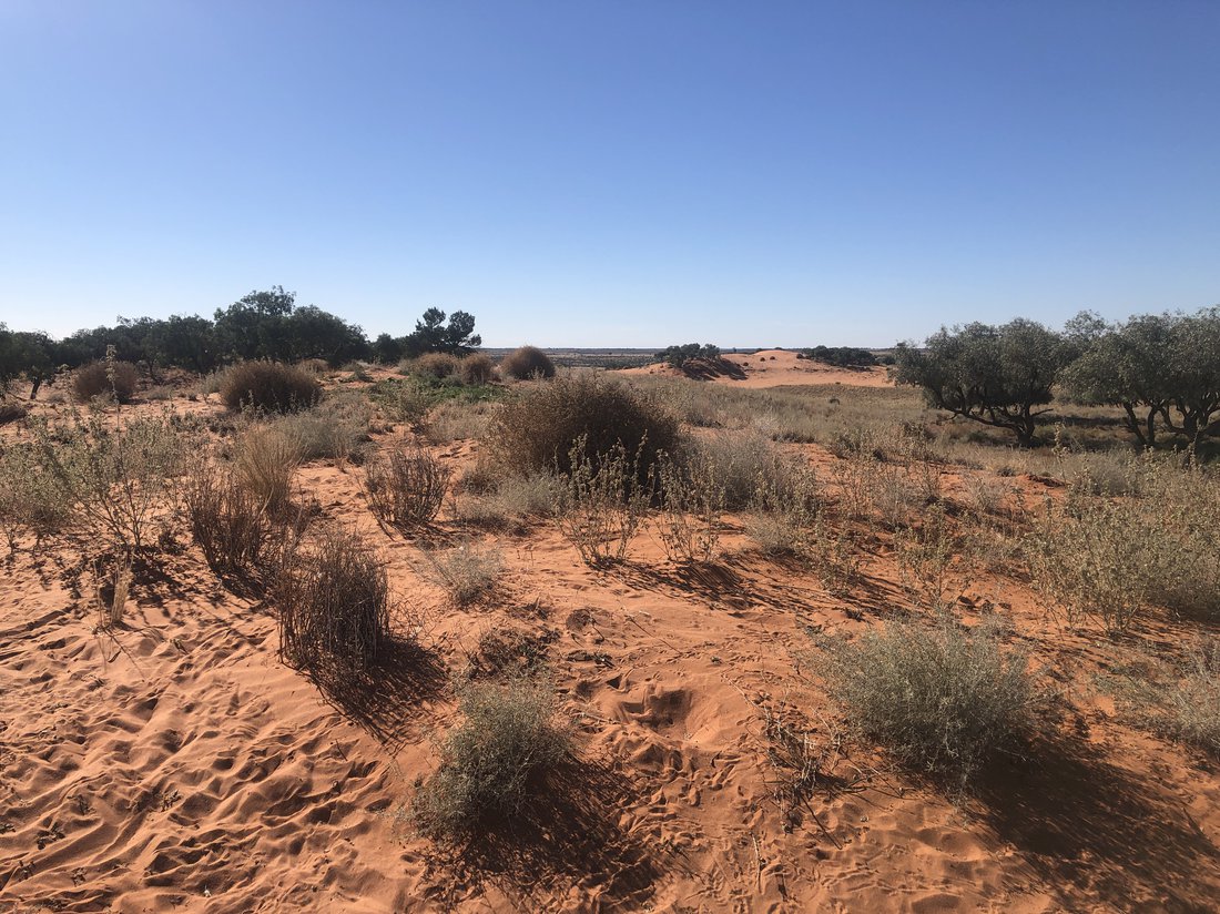 Indigenous Grasslands for Grain - The Australian Museum
