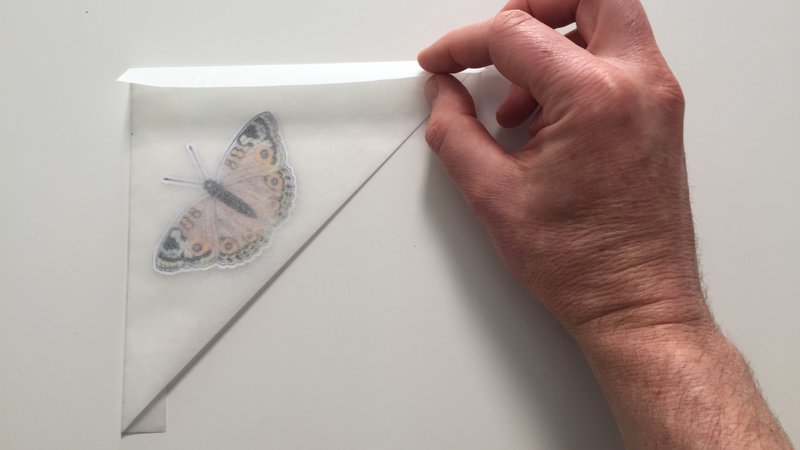 Make your own butterfly envelope - The Australian Museum