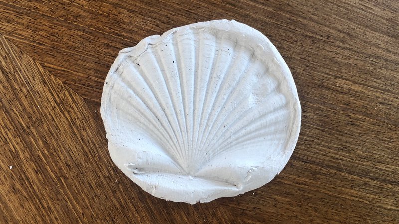 Make your own impression fossil - The Australian Museum