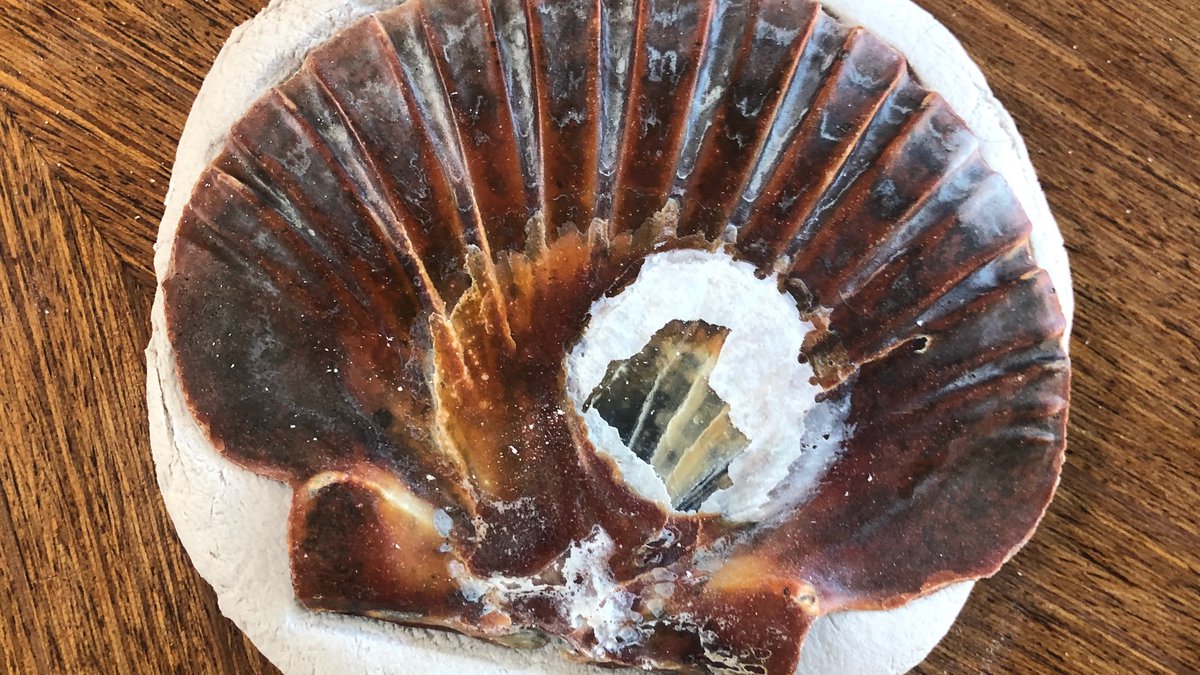 Make your own impression fossil - The Australian Museum