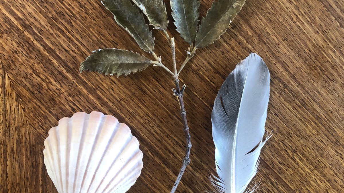 Make your own impression fossil - The Australian Museum