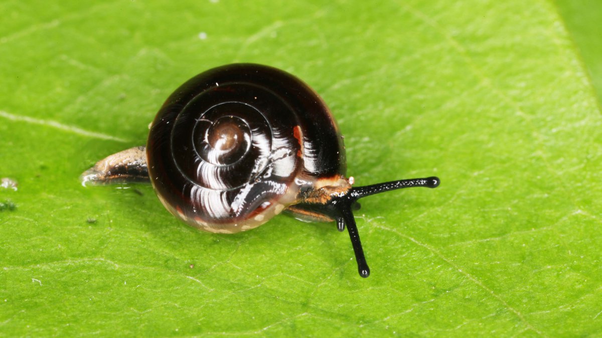 The science behind the stamps: Land snail research on Norfolk Island ...