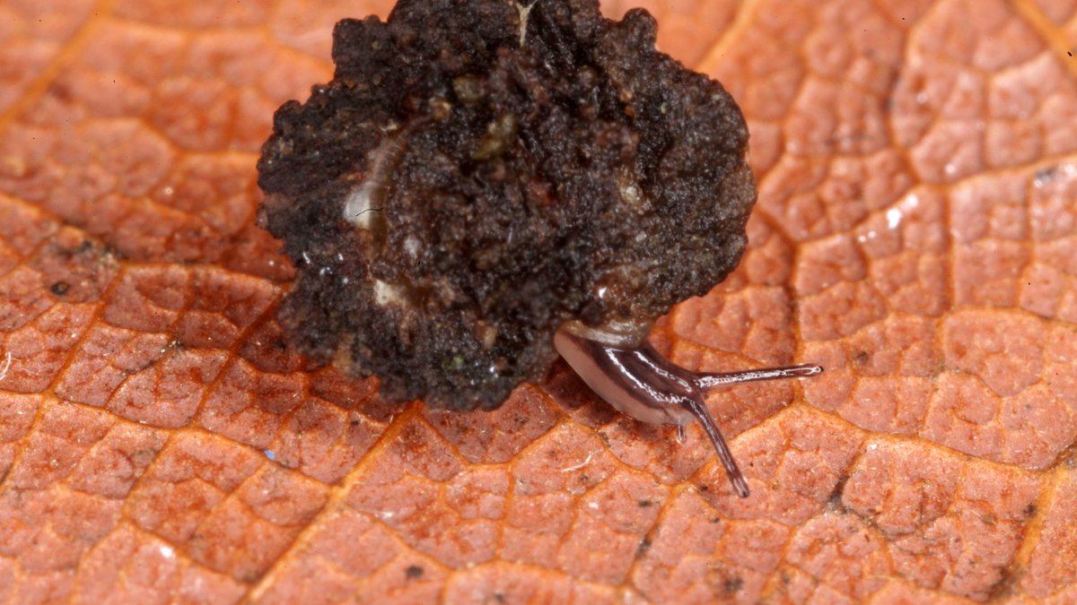 The science behind the stamps: Land snail research on Norfolk Island ...