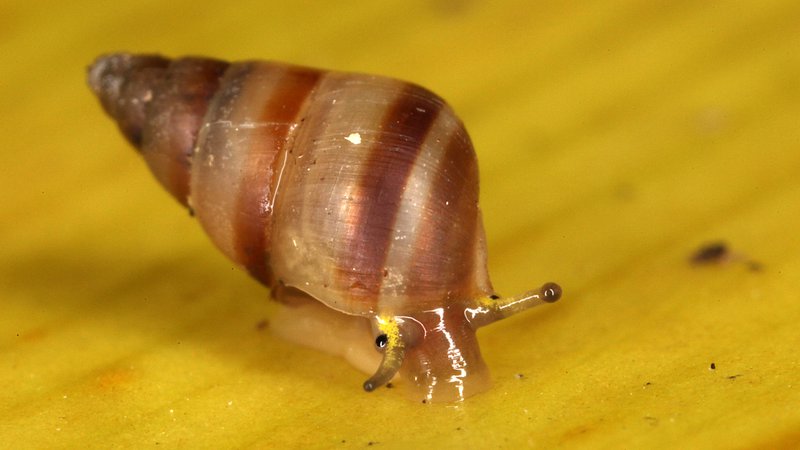 The science behind the stamps: Land snail research on Norfolk Island ...