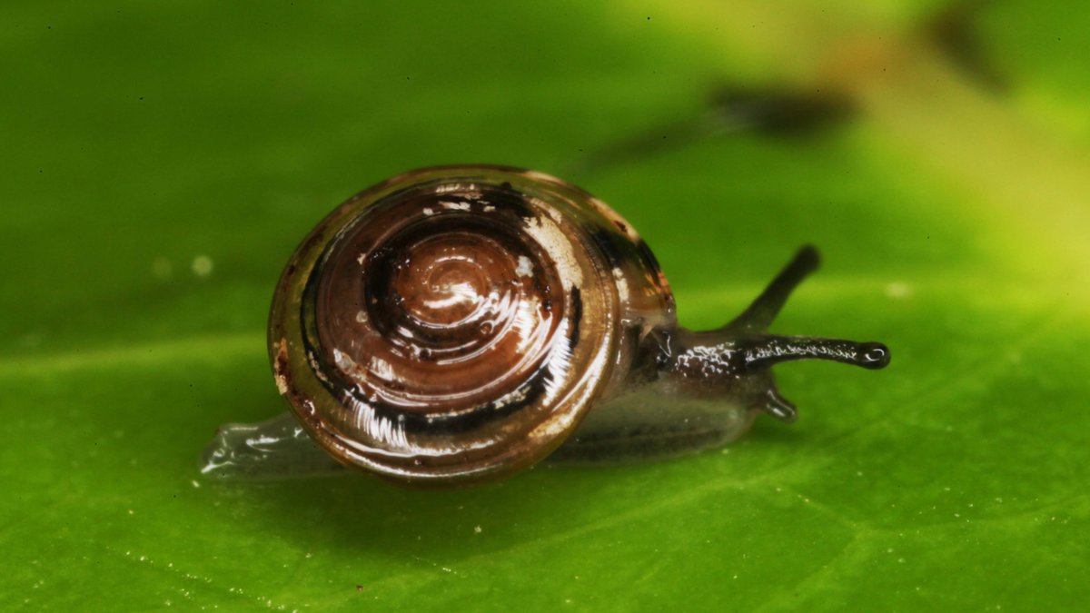 The science behind the stamps: Land snail research on Norfolk Island ...