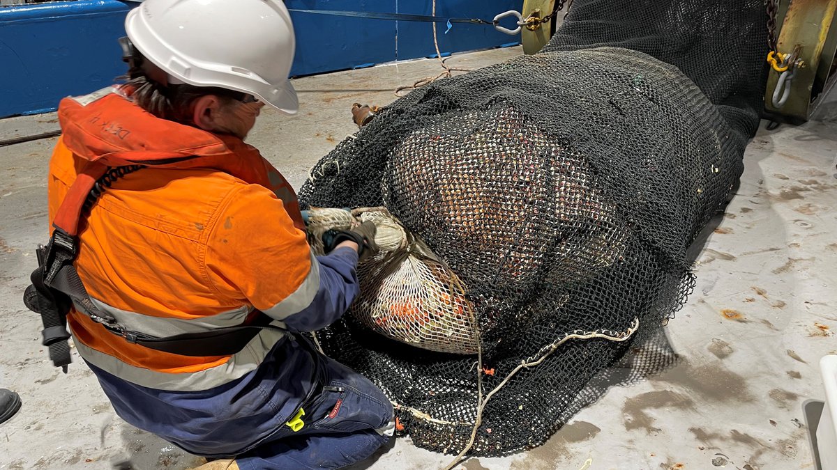 Catching prawns in the abyss - The Australian Museum Blog
