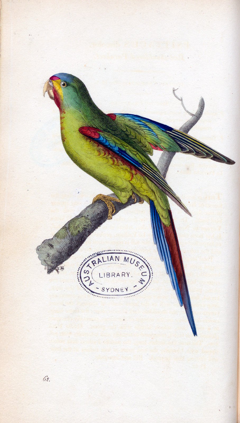 William Swainson’s illustrations - The Australian Museum