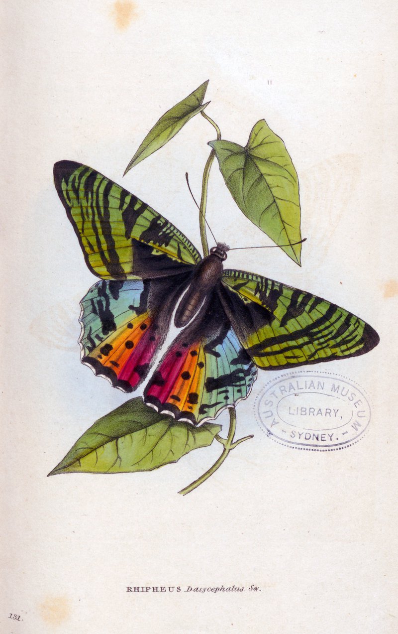 The Swainson Collection - The Australian Museum