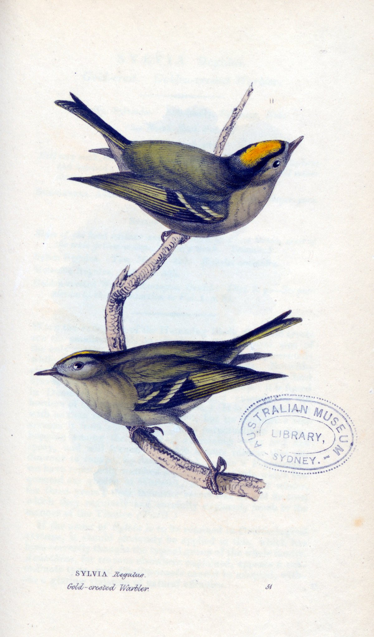 The Swainson Collection - The Australian Museum